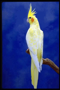 MINHAS AVES: Calopsita cores